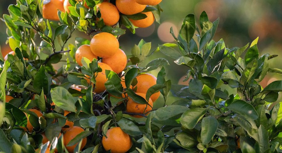 For sale | 581D Kerikeri Road, Kerikeri, Far North, Northland - homes.co.nz